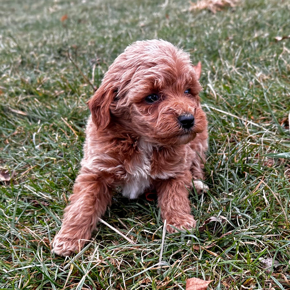 Star – Arrow T Pets