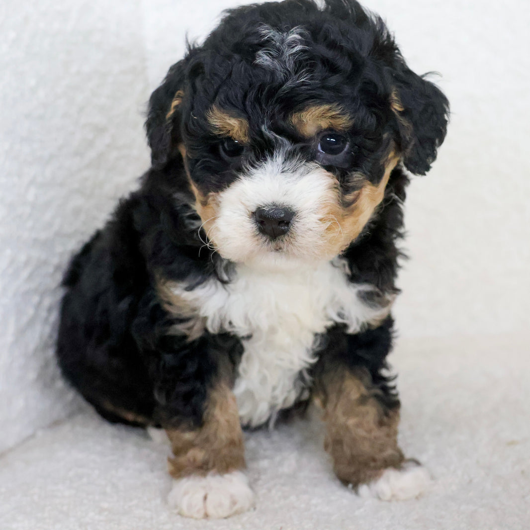Micro Bernedoodles - 11/24/25 – Arrow T Pets