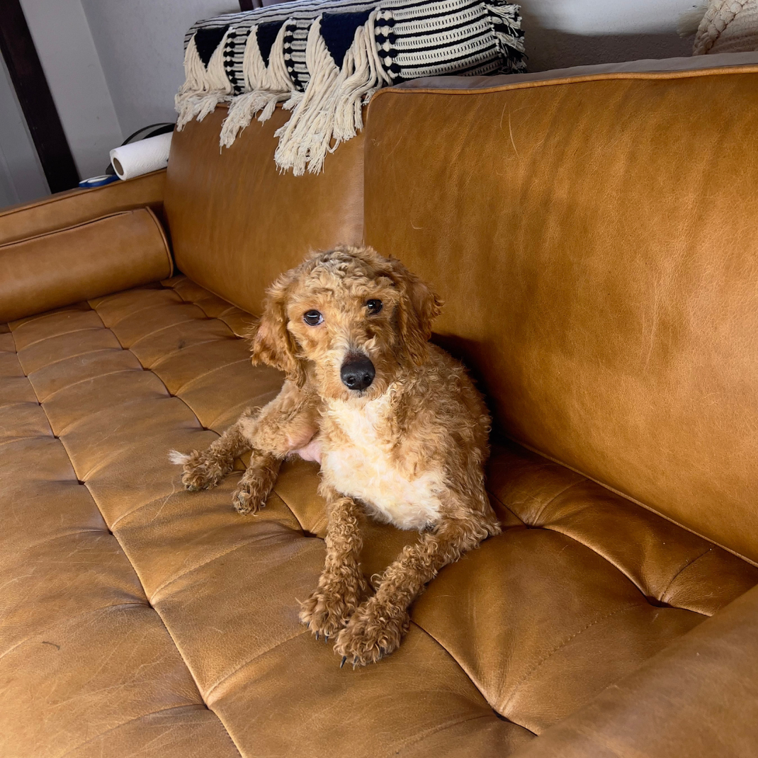 Mary Kay – Arrow T Pets